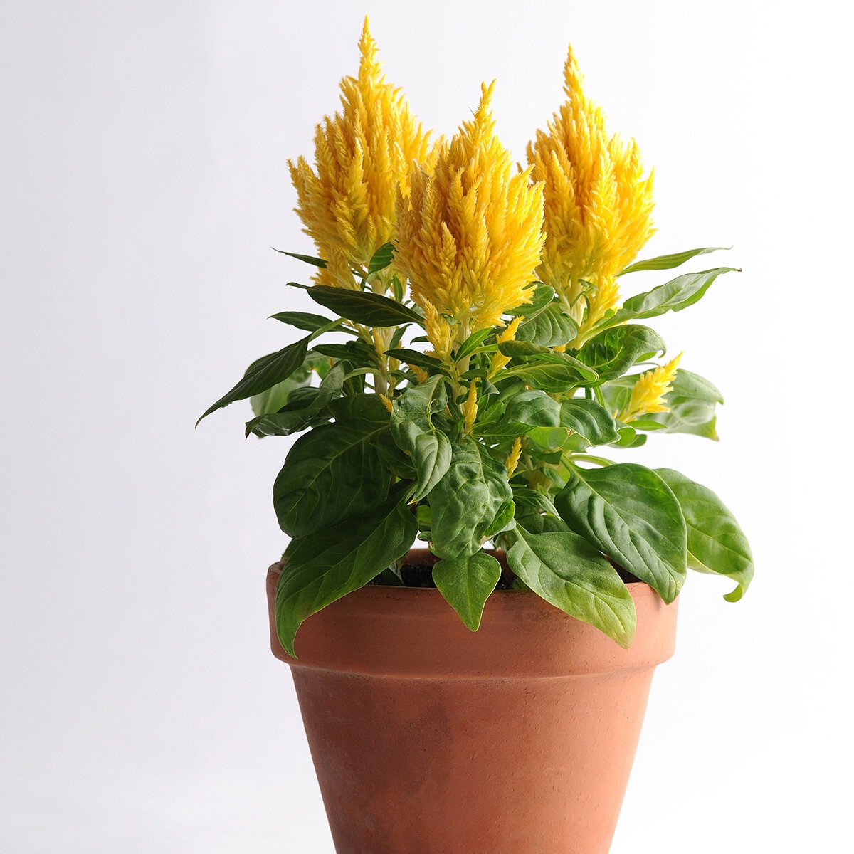 Celosia Argentea var. Plumosa First Flame Yellow Cocksc | SiteOne