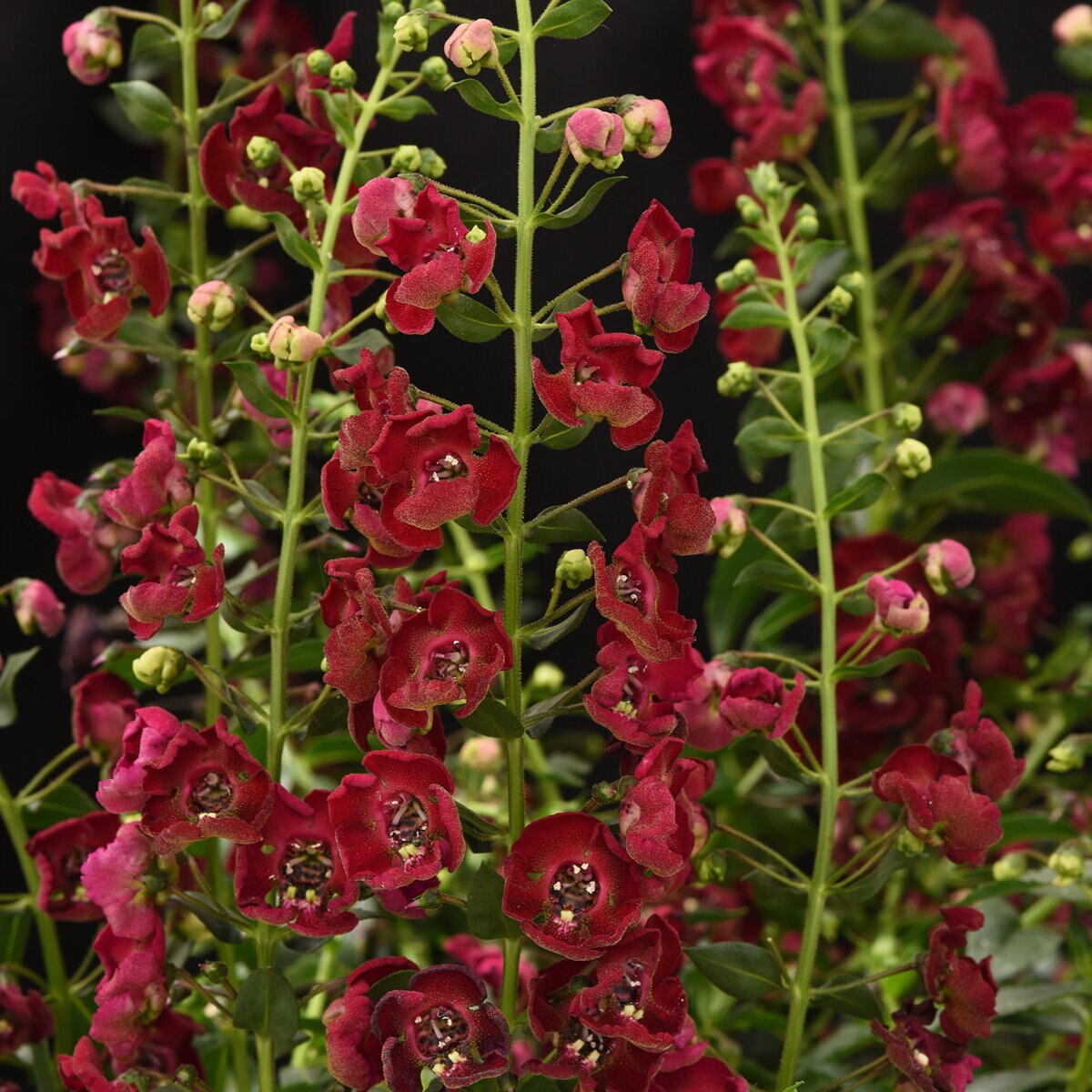 Angelonia Angustifolia Archangel Ruby Sangria Summer Sn | SiteOne