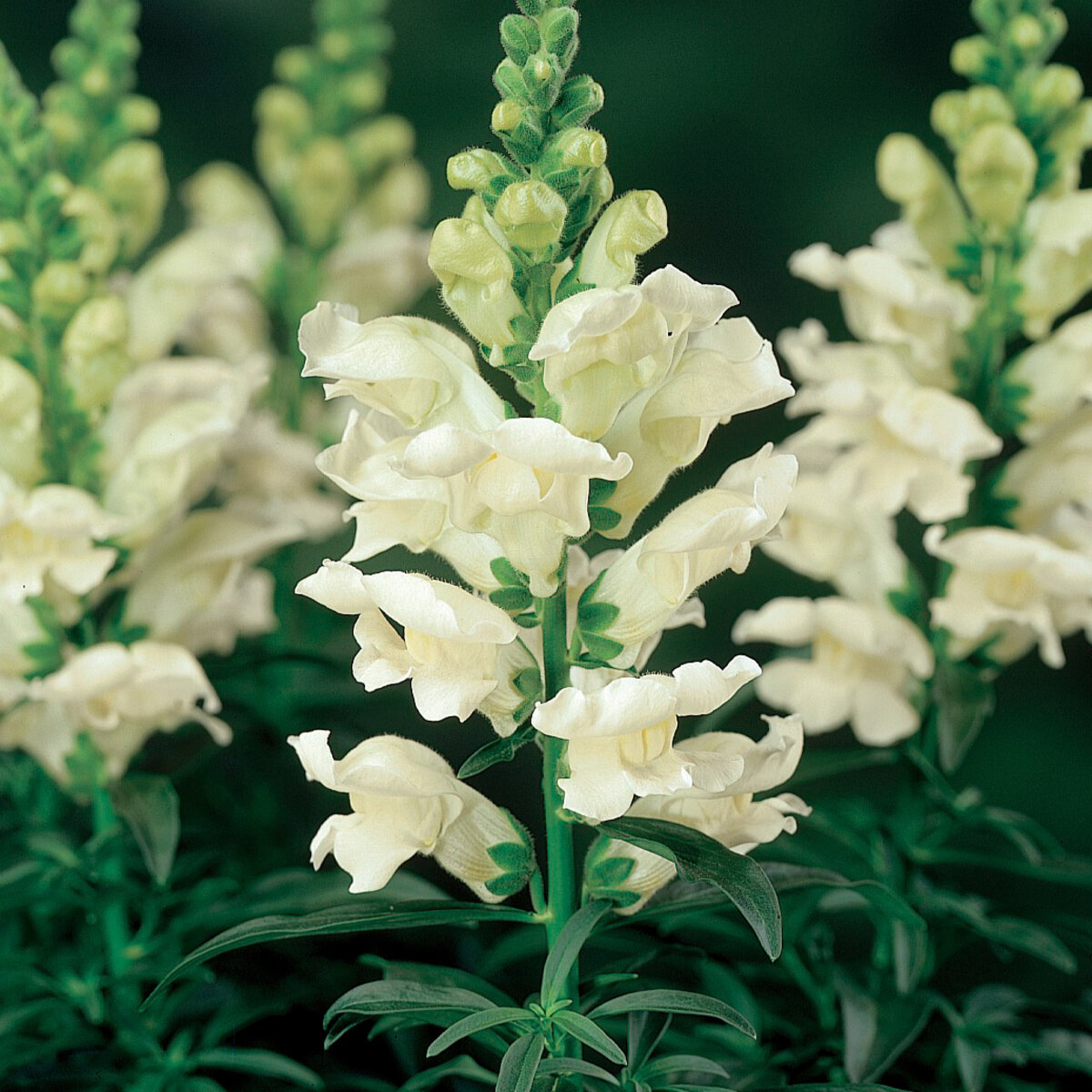 Antirrhinum Majus Liberty Classic White Snapdragon | SiteOne