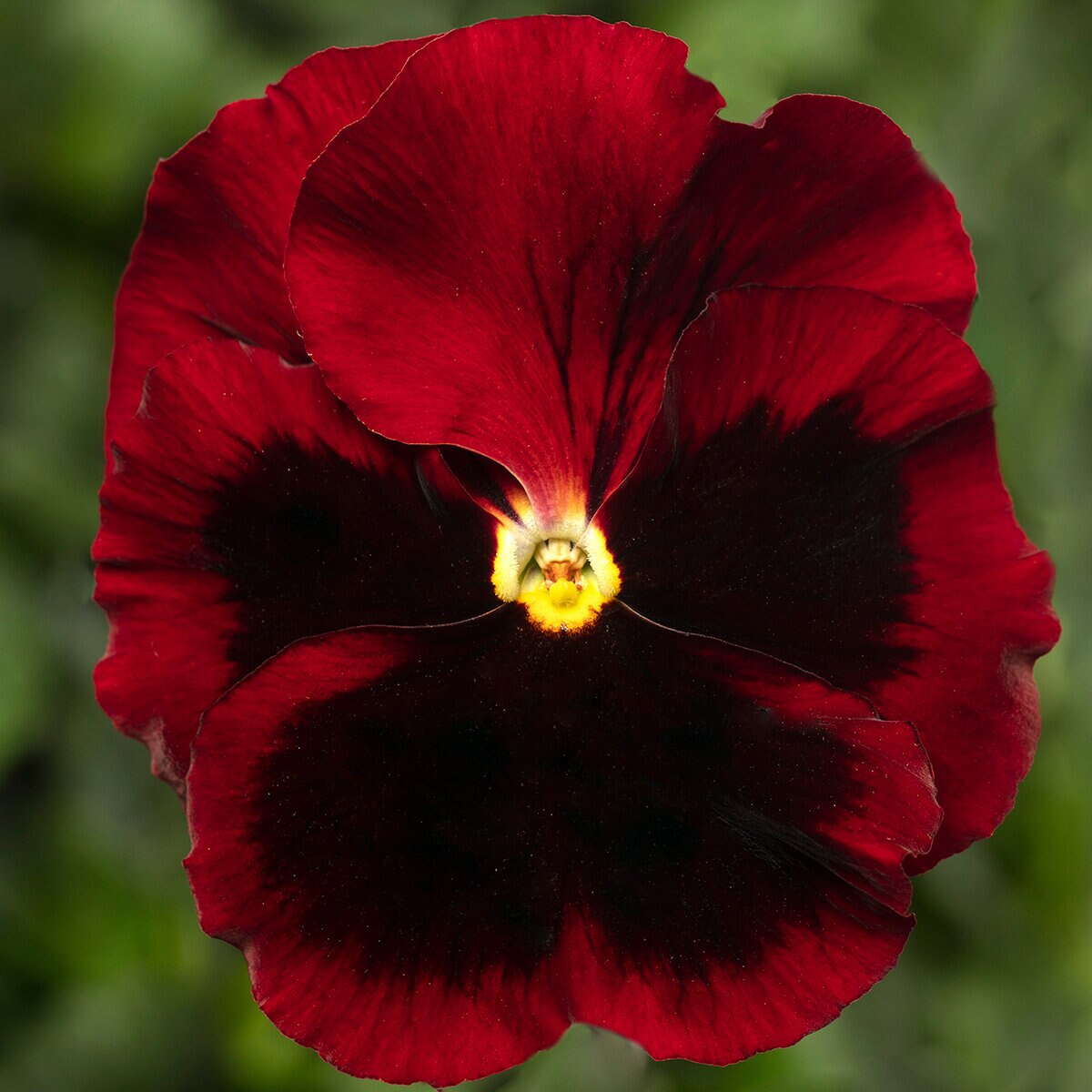 Viola X Wittrockiana Delta Pro Red with Blotch Pansy | SiteOne