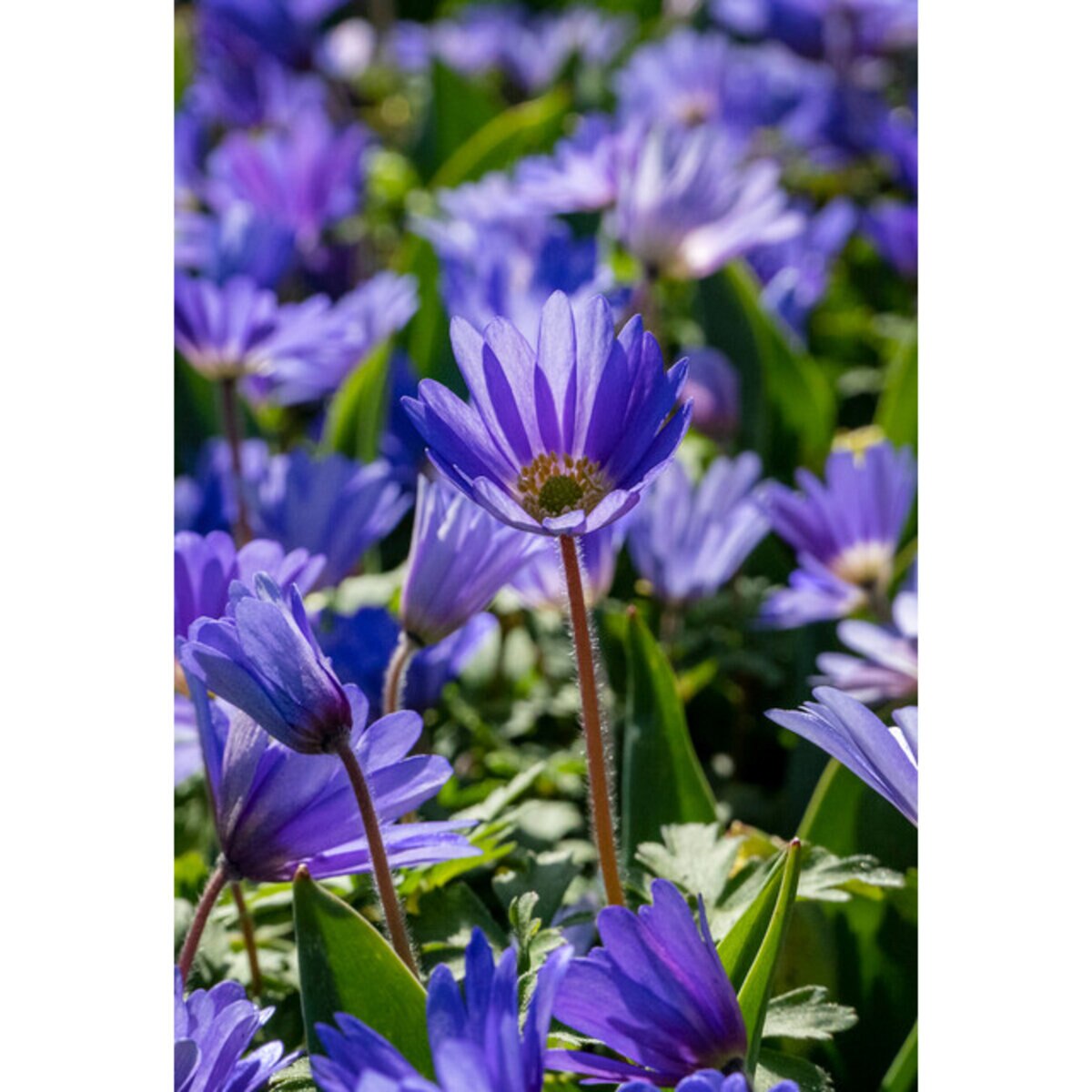 Anemone Bulb Grecian Blanda Blue Shades Windflower | SiteOne
