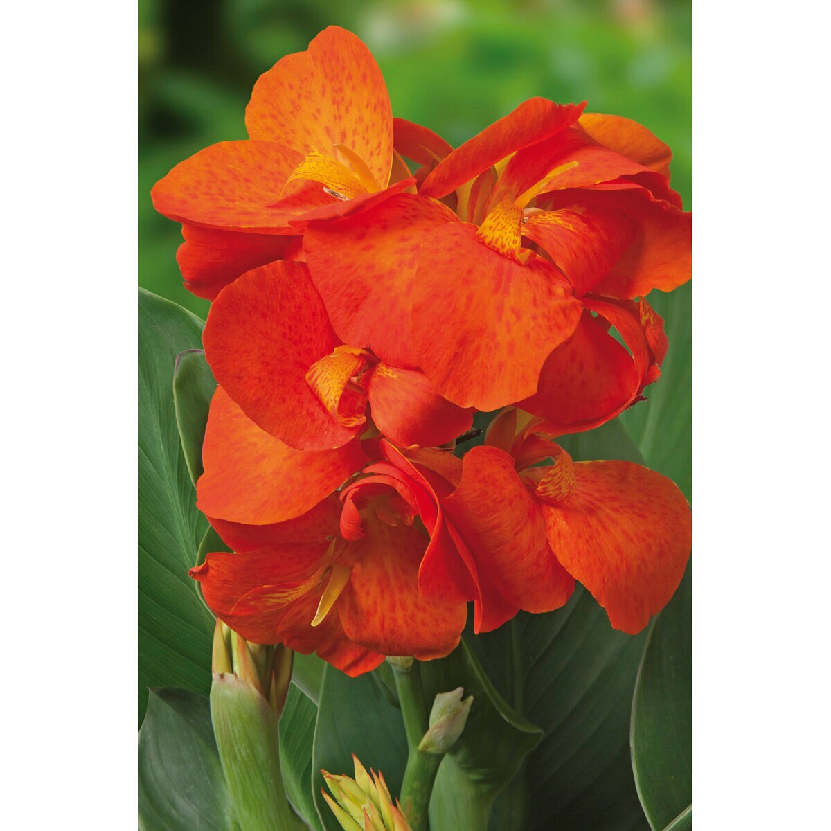 Canna Bulb CannaSol Happy Cleo Canna Lily 3/5 Eye | SiteOne