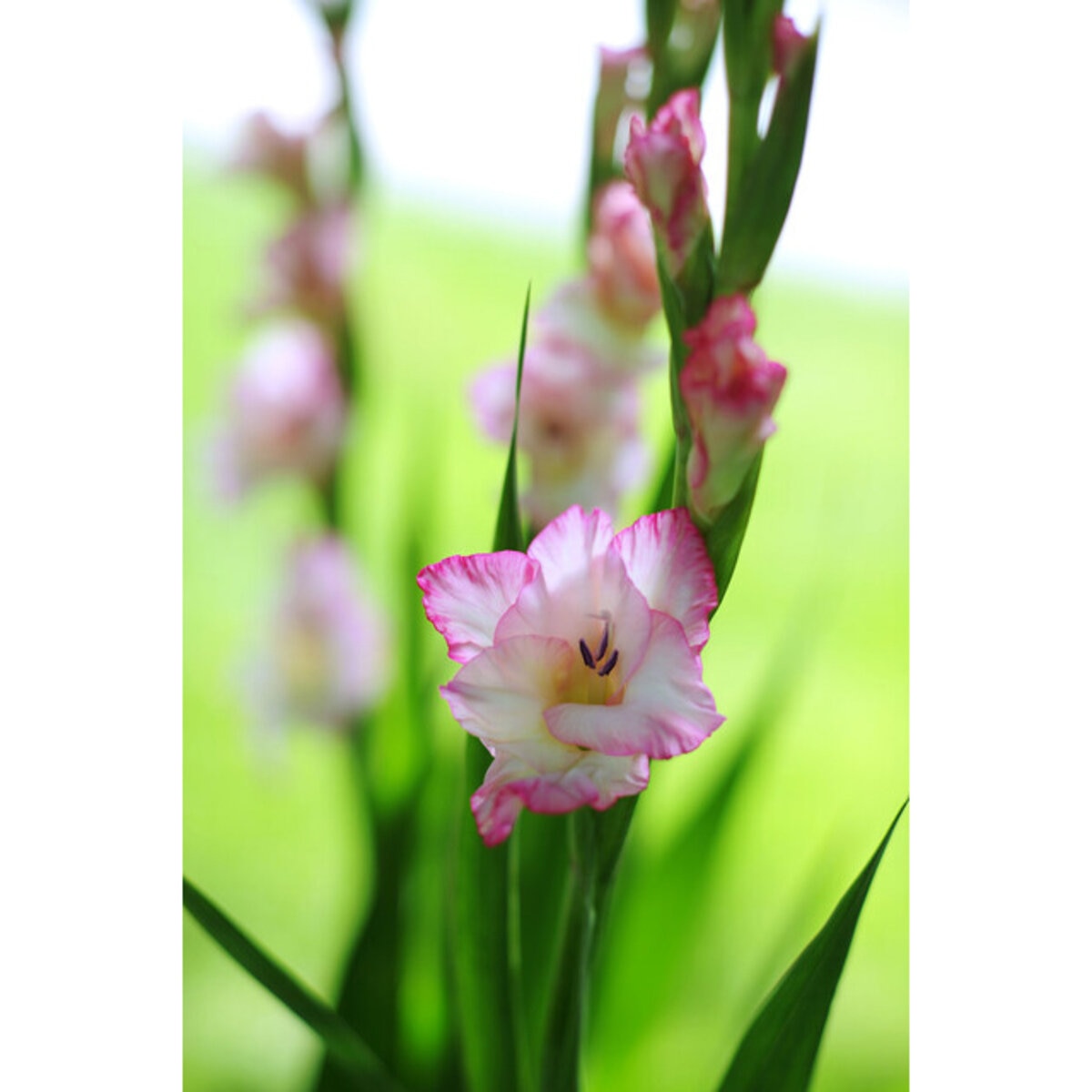 Gladiolus Bulb Priscilla Sword Lily 12/14 | SiteOne