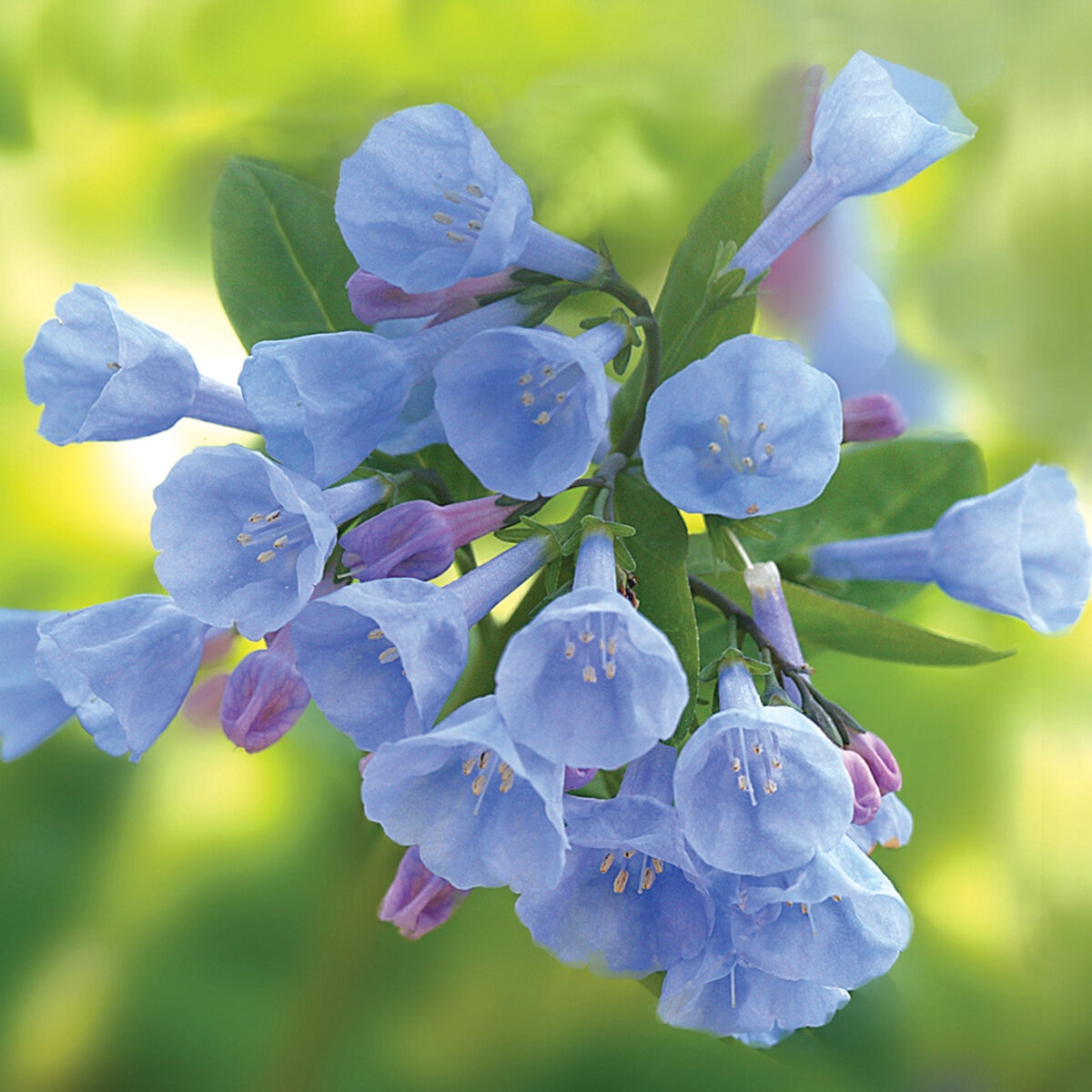 Mertensia Bulb Virginica Virginia Bluebell | SiteOne