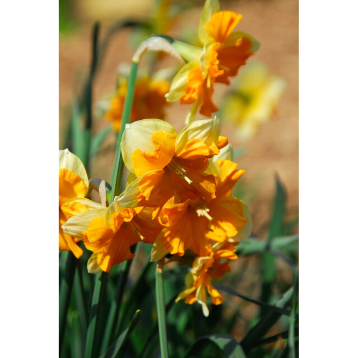 Narcissus Bulb Split Corona Mondragon Daffodil | SiteOne