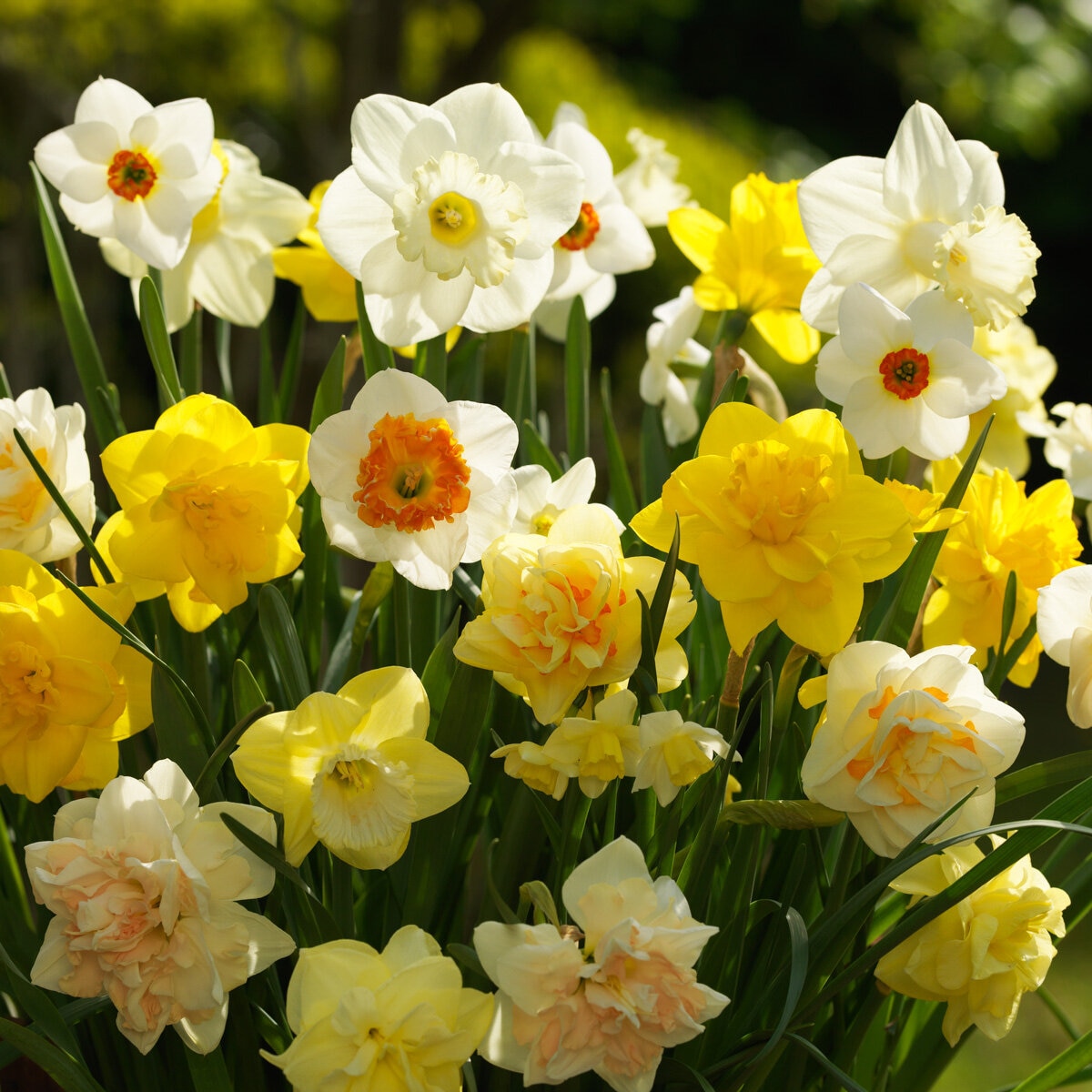 Narcissus Bulb Perennial Mixture Daffodil | SiteOne