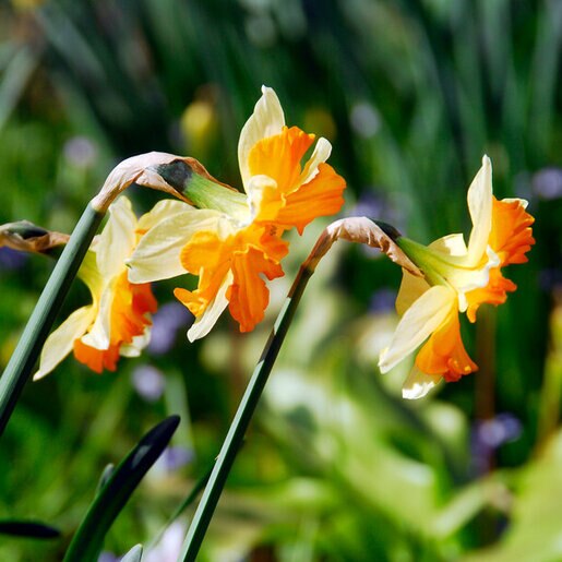 Narcissus Bulb Split Corona Mondragon Daffodil | SiteOne