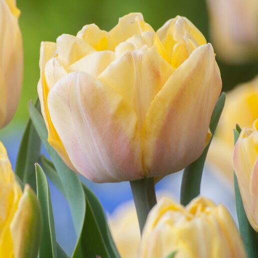 Tulipa Bulb Double Early Foxy Foxtrot Tulip | SiteOne