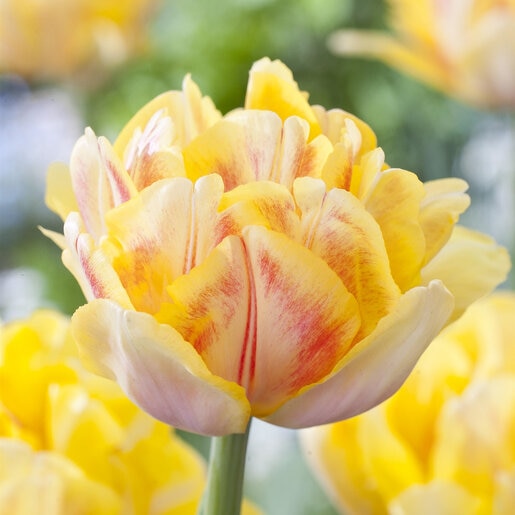 Tulipa Bulb Double Early Foxy Foxtrot Tulip | SiteOne