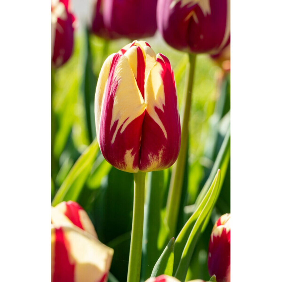 Tulipa Bulb Single Late Grand Perfection Tulip | SiteOne