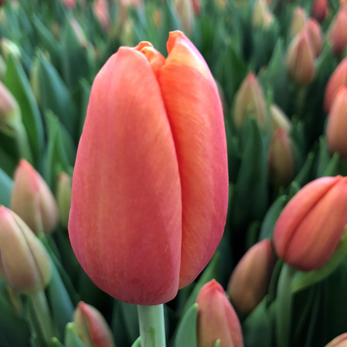 Tulipa Bulb Triumph Delta Storm Tulip | SiteOne