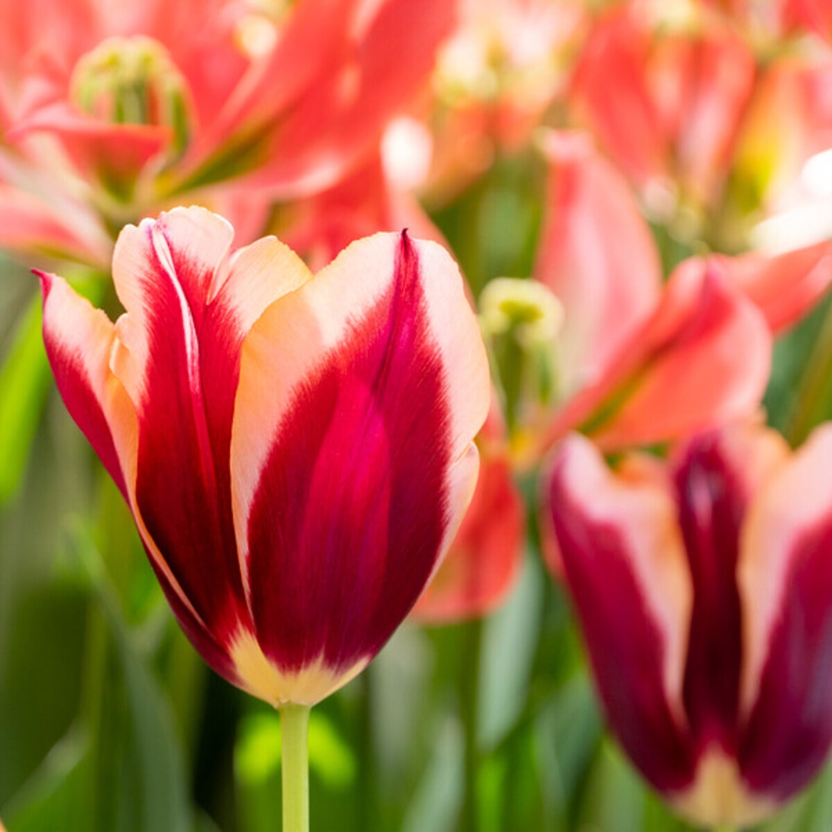 Tulipa Bulb Triumph Slawa Tulip | SiteOne