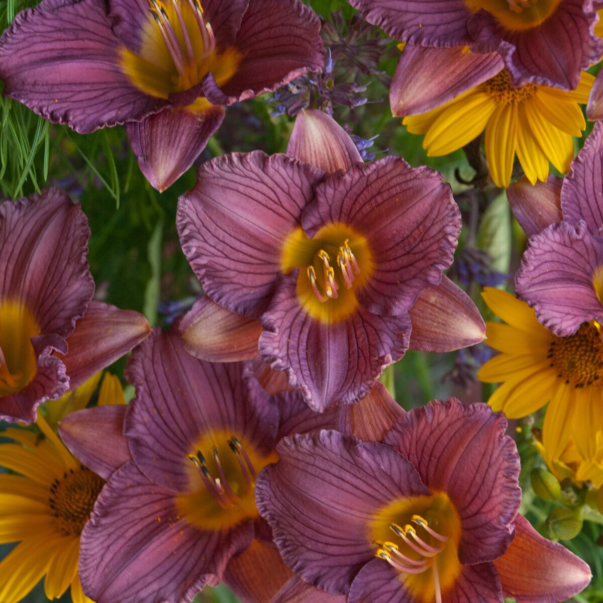 Hemerocallis Bulb Bare Root Purple D'Oro Daylily | SiteOne