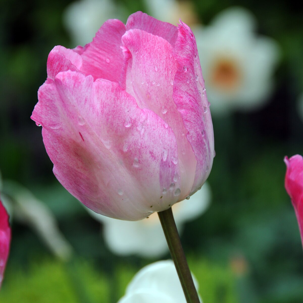 Tulipa Bulb Triumph Grander's Rhapsody Tulip | SiteOne