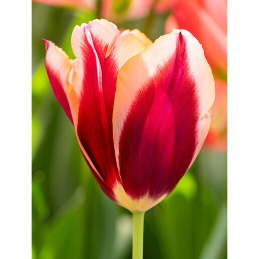 Tulipa Bulb Triumph Slawa Tulip | SiteOne