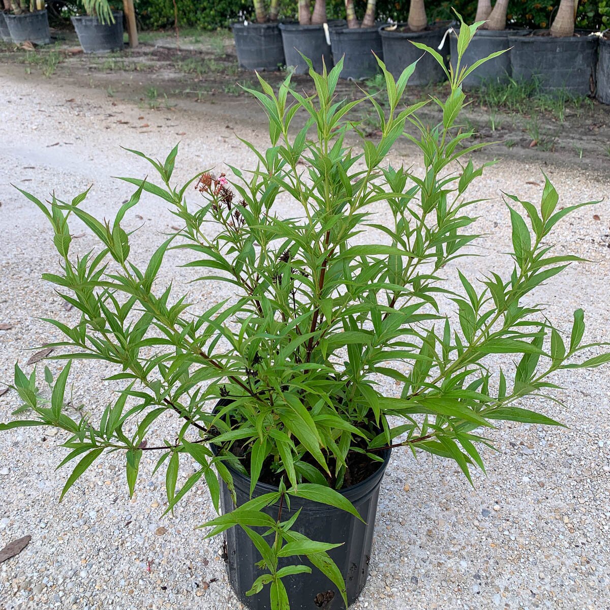 Rondeletia Leucophylla Panama Rose | SiteOne