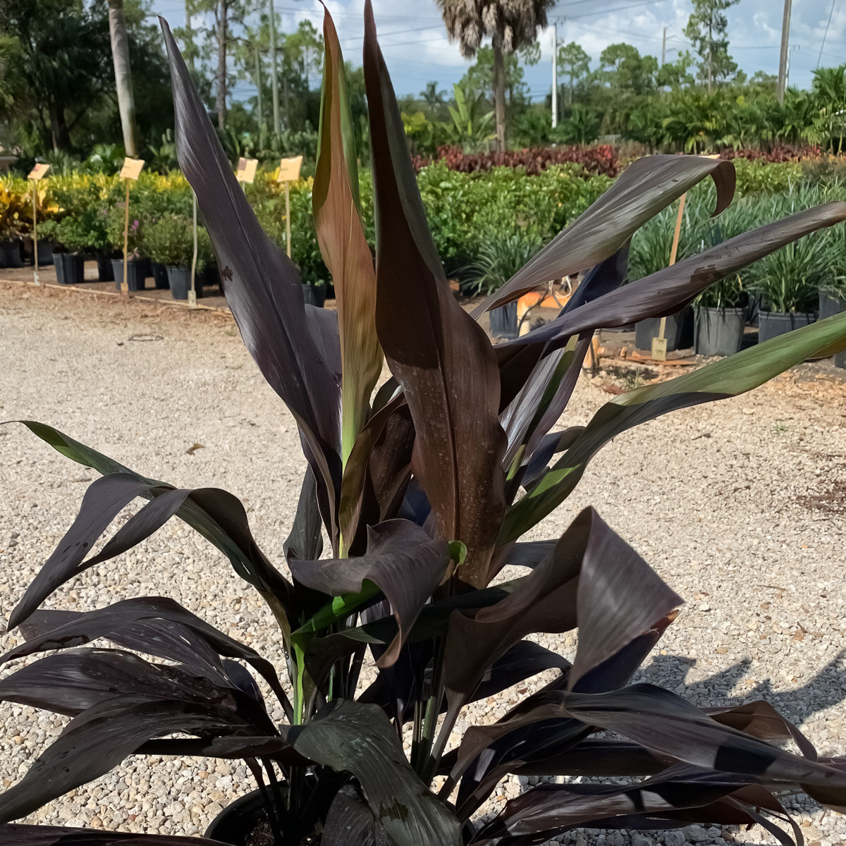 Cordyline Fruticosa Black Magic Ti Plant | SiteOne