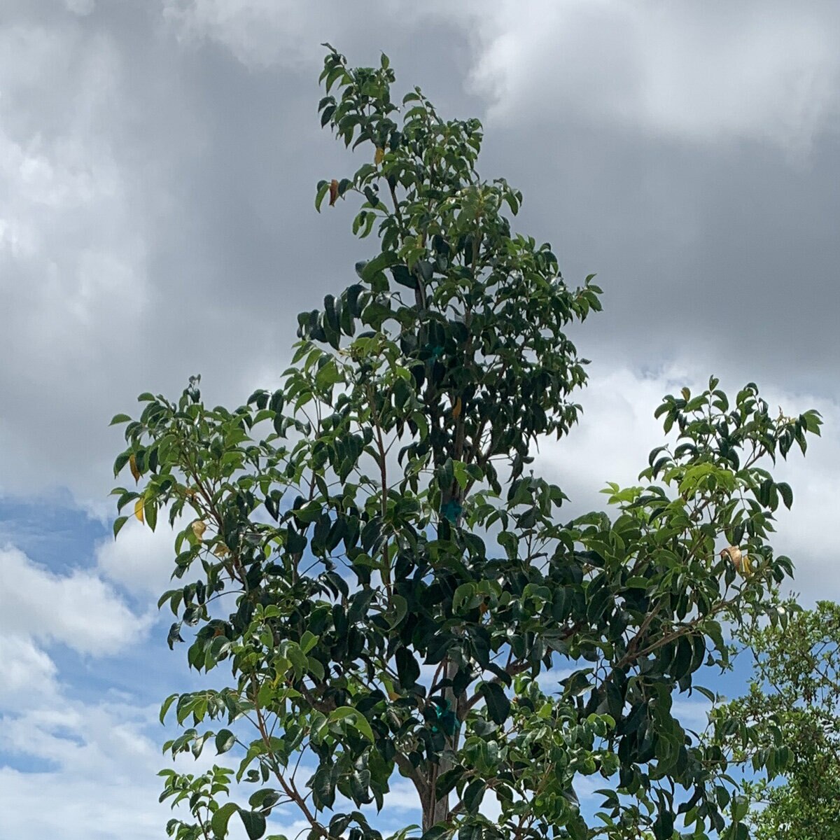 Bursera Simaruba Gumbo-Limbo | SiteOne