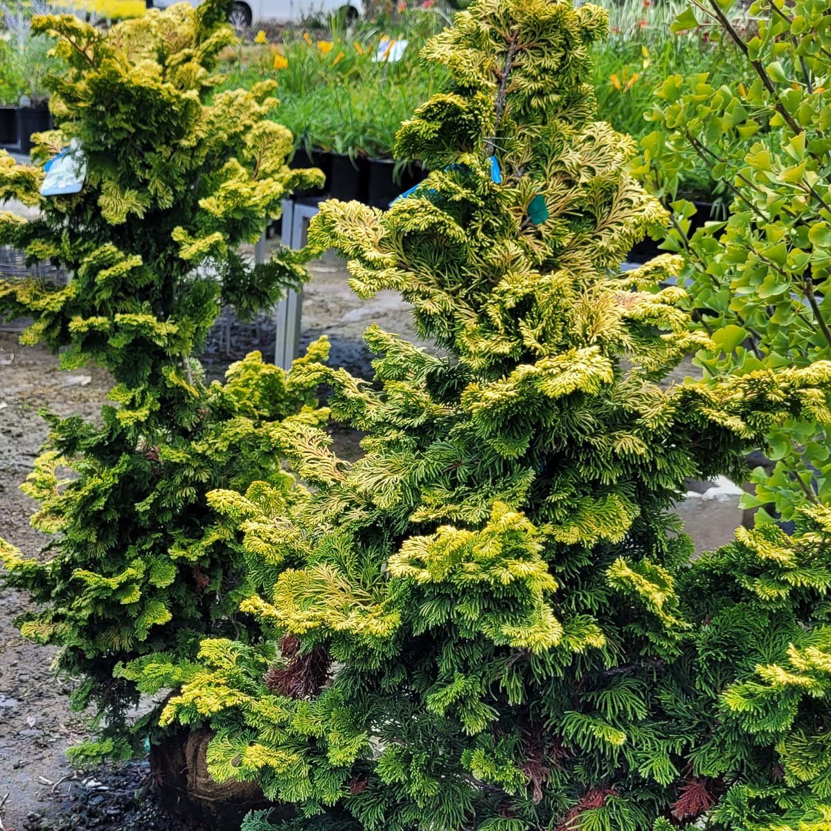 Chamaecyparis Obtusa Aurea Golden Hinoki Cypress | SiteOne