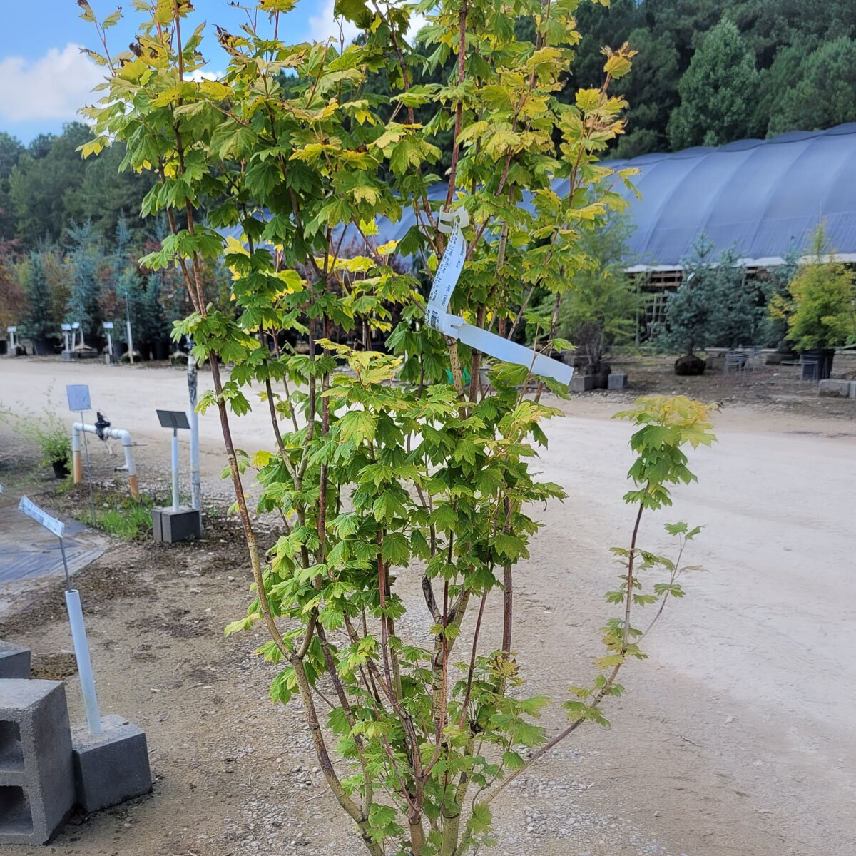 Acer Circinatum Pacific Fire Vine Maple | SiteOne