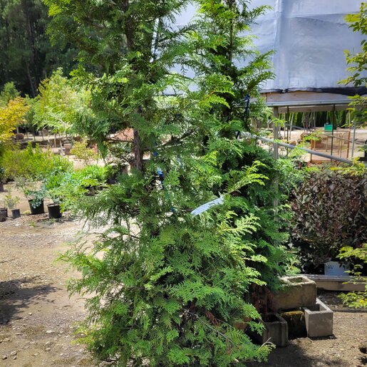 Chamaecyparis Obtusa Southern Lace Hinoki False Cypress | SiteOne
