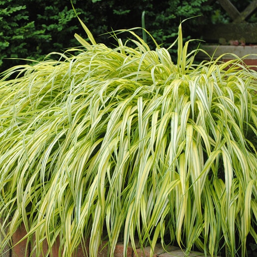 Hakonechloa Macra Lemon Zest Japanese Forest Grass | SiteOne