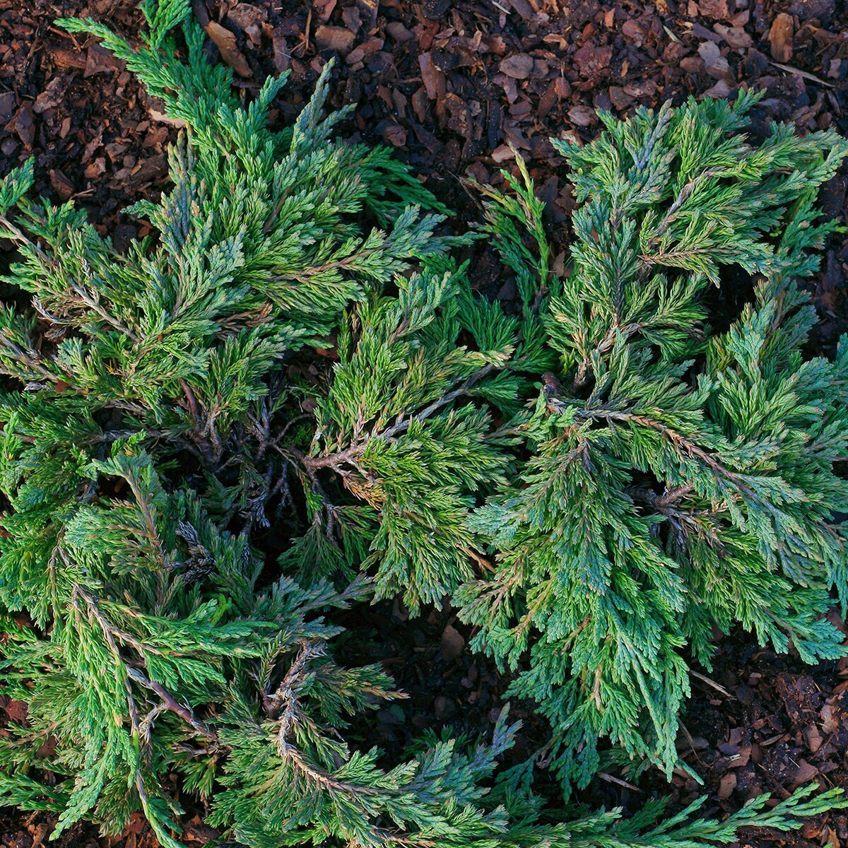 Juniperus Horizontalis Pancake Creeping Juniper | SiteOne