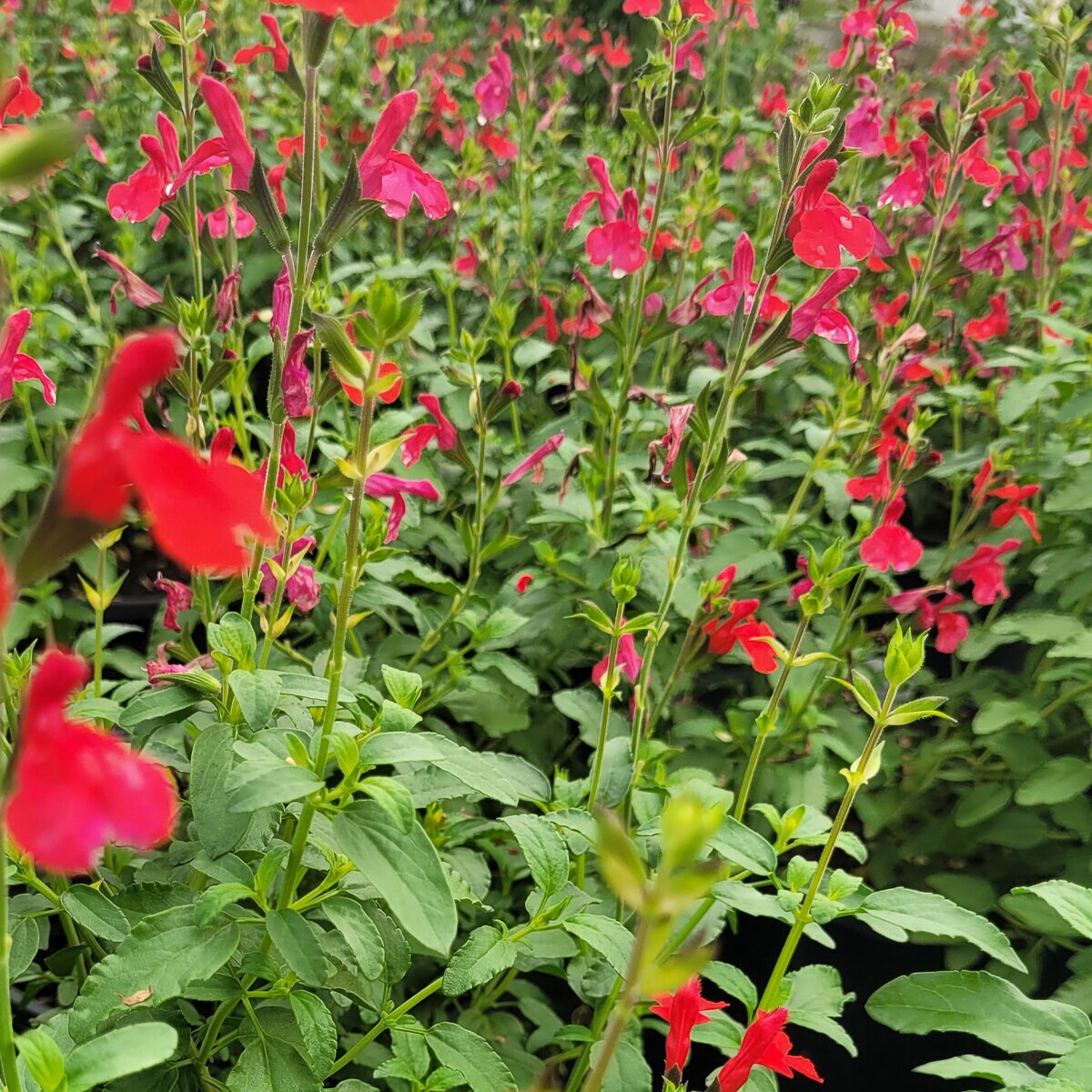 Salvia Greggii 'Furmans Red' Autumn Sage | SiteOne