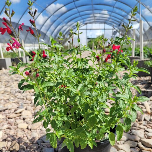 Salvia Greggii 'Furmans Red' Autumn Sage | SiteOne