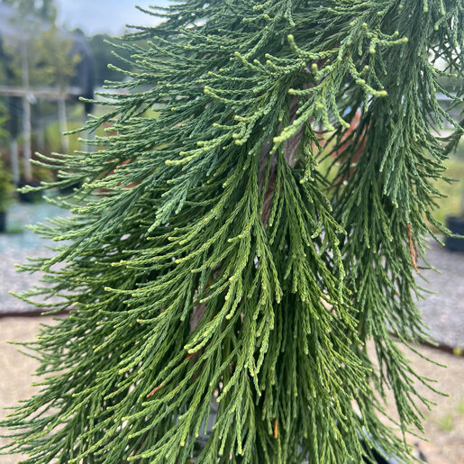 Sequoiadendron Giganteum Pendulum Sierra Redwood | SiteOne