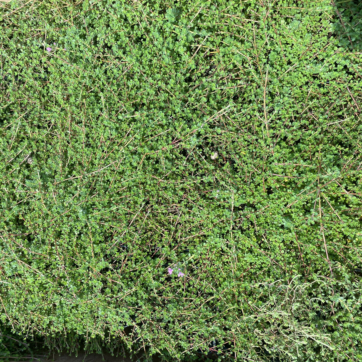 Thymus Serpyllum Pink Chintz Creeping Thyme | SiteOne