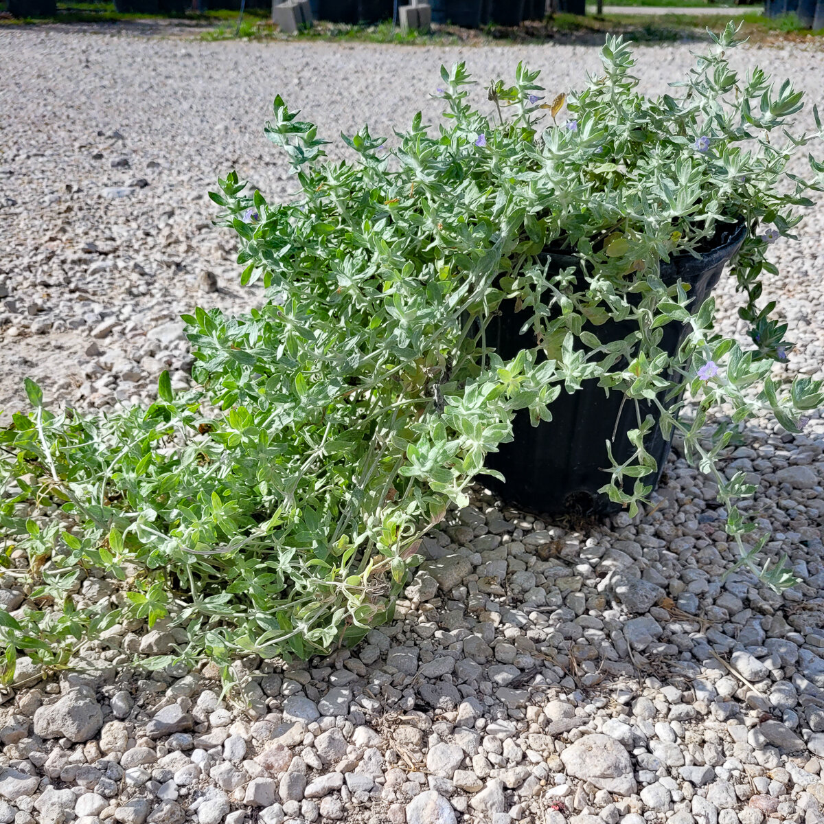 Stemodia Lanata Woolly Stemodia Siteone