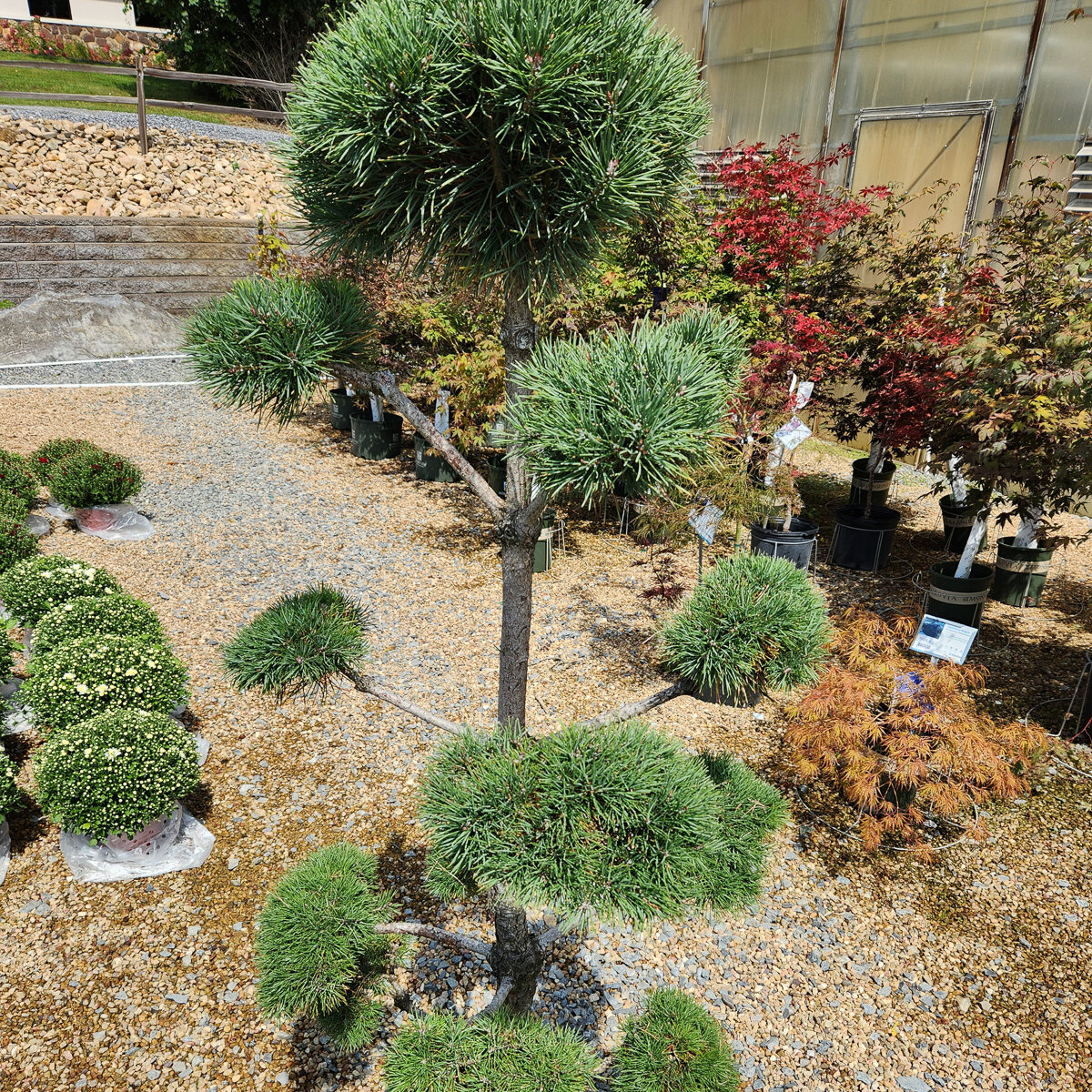 Pinus Sylvestris French Blue Scots Pine | SiteOne