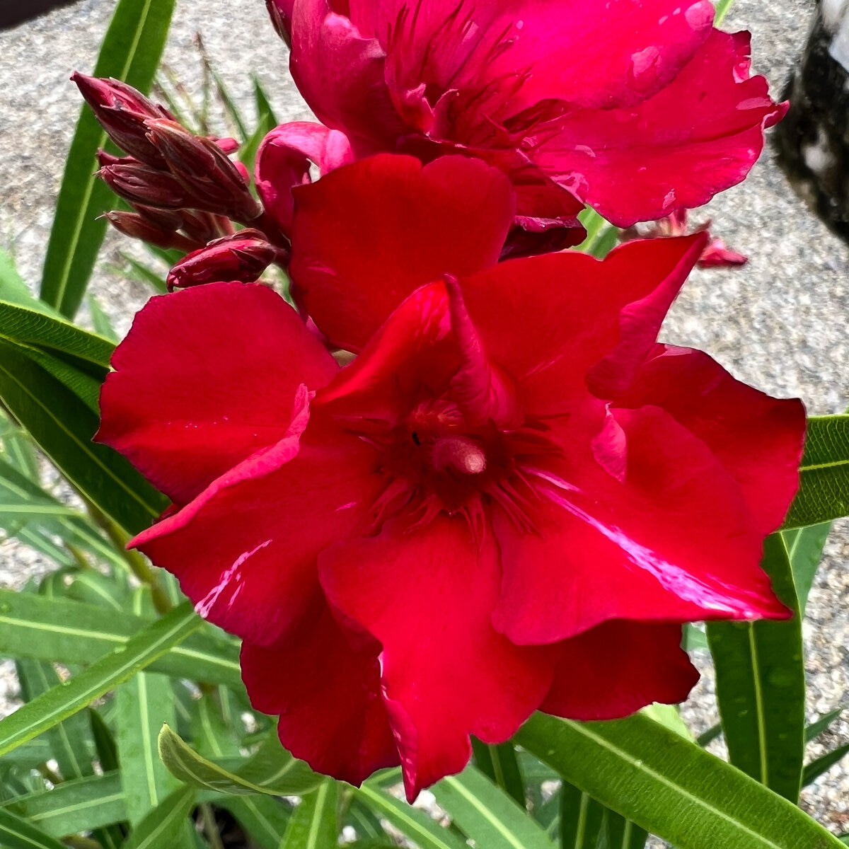 Nerium Oleander Cardinal Red Oleander | SiteOne