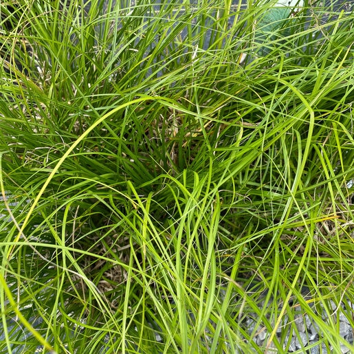 Carex Cherokeensis Cherokee Sedge | SiteOne