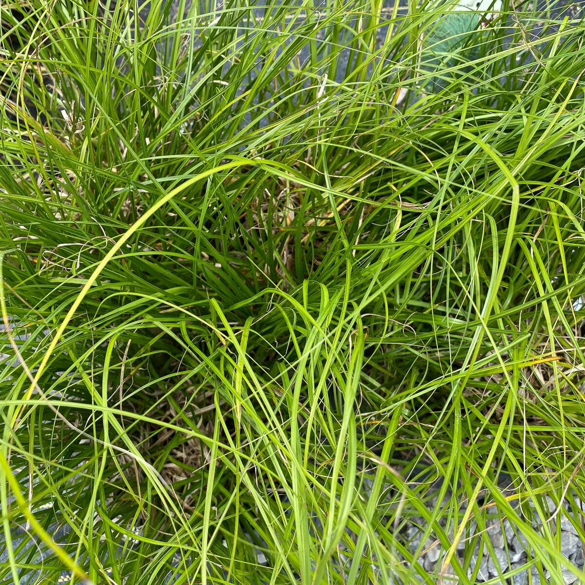 Carex Cherokeensis Cherokee Sedge | SiteOne