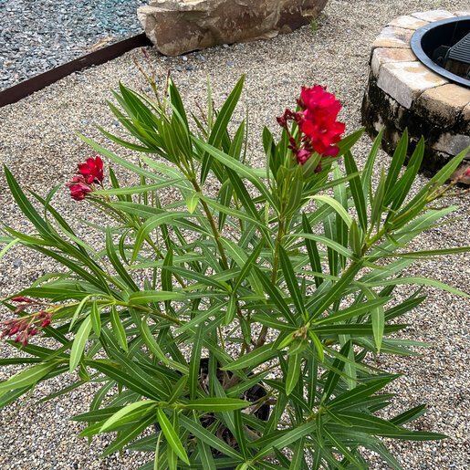 Nerium Oleander Cardinal Red Oleander | SiteOne