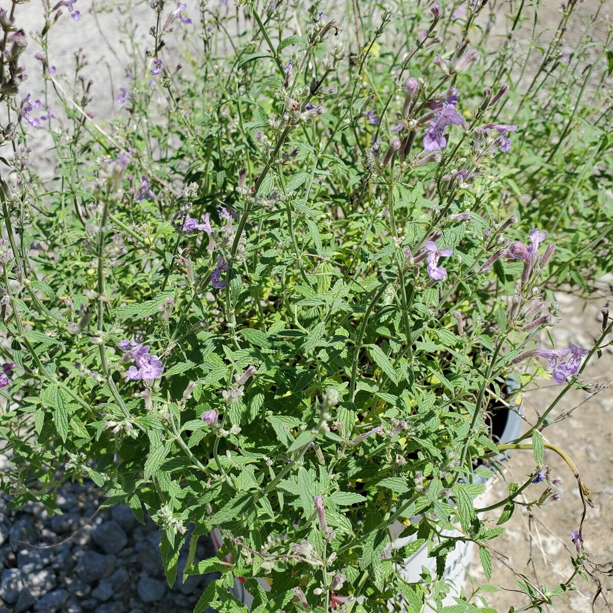 Nepeta X Psfike 'Little Trudy' Catmint | SiteOne