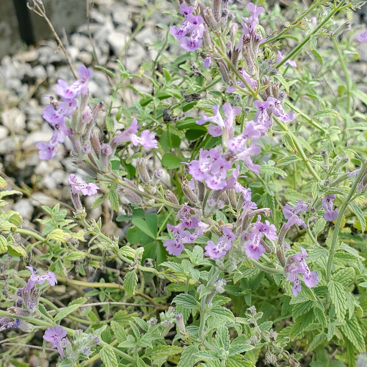 Nepeta X Psfike 'Little Trudy' Catmint | SiteOne