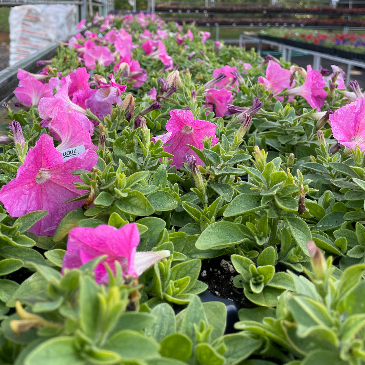 Petunia X Hybrida Wave Series Spreading Petunia | SiteOne