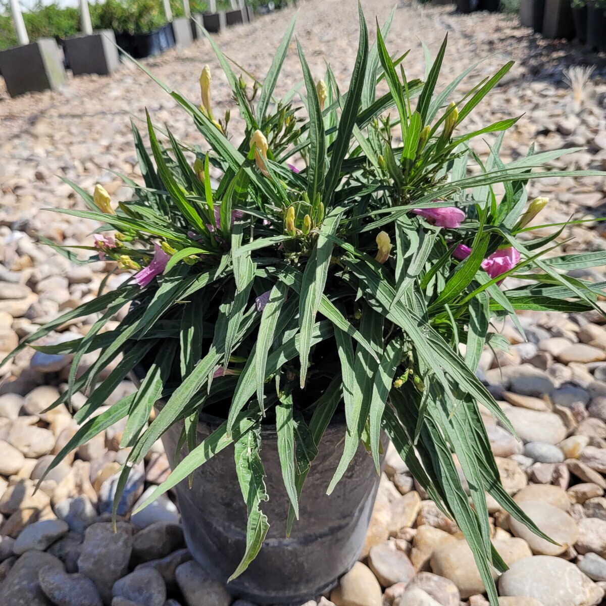 Ruellia Brittoniana Katie Pink Mexican Petunia | SiteOne
