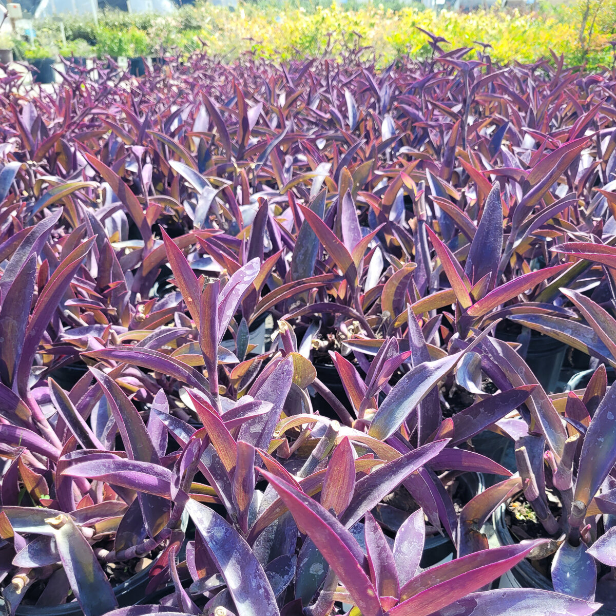 Tradescantia Pallida Purple Queen Purple Spiderwort | SiteOne