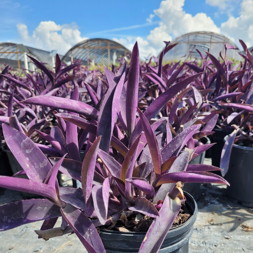 Tradescantia Pallida Purple Queen Purple Spiderwort | SiteOne