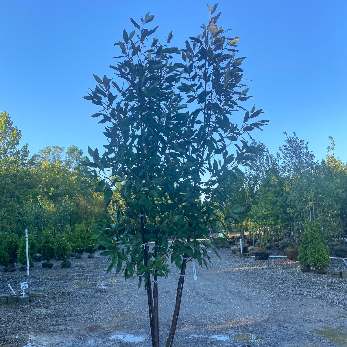 Magnolia Virginiana Northern Belle Sweetbay Magnolia | SiteOne