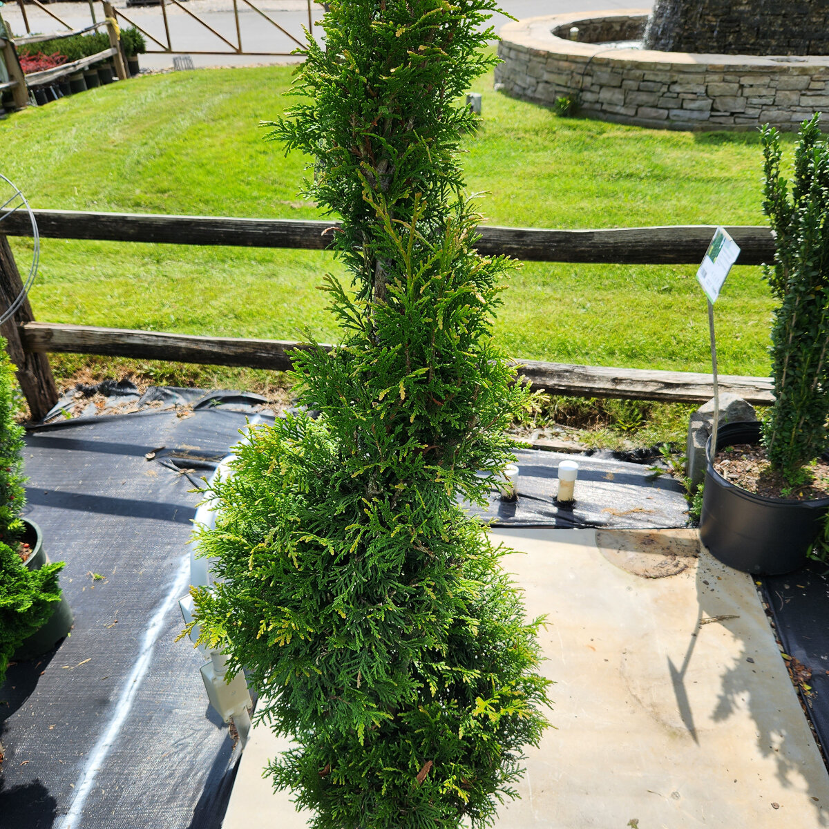 Thuja X Tiny Tower Arborvitae | SiteOne