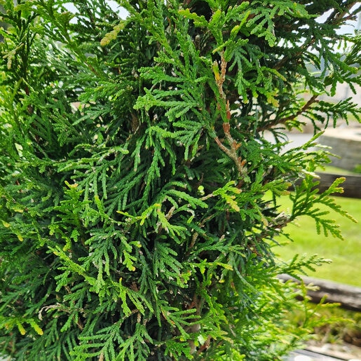 Thuja X Tiny Tower Arborvitae | SiteOne