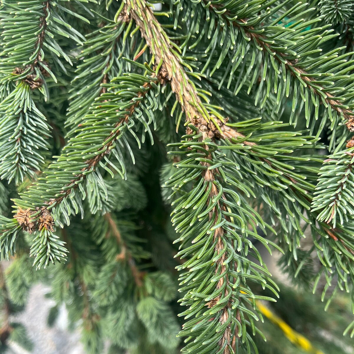Picea Abies Weeping Blue Norway Spruce | SiteOne