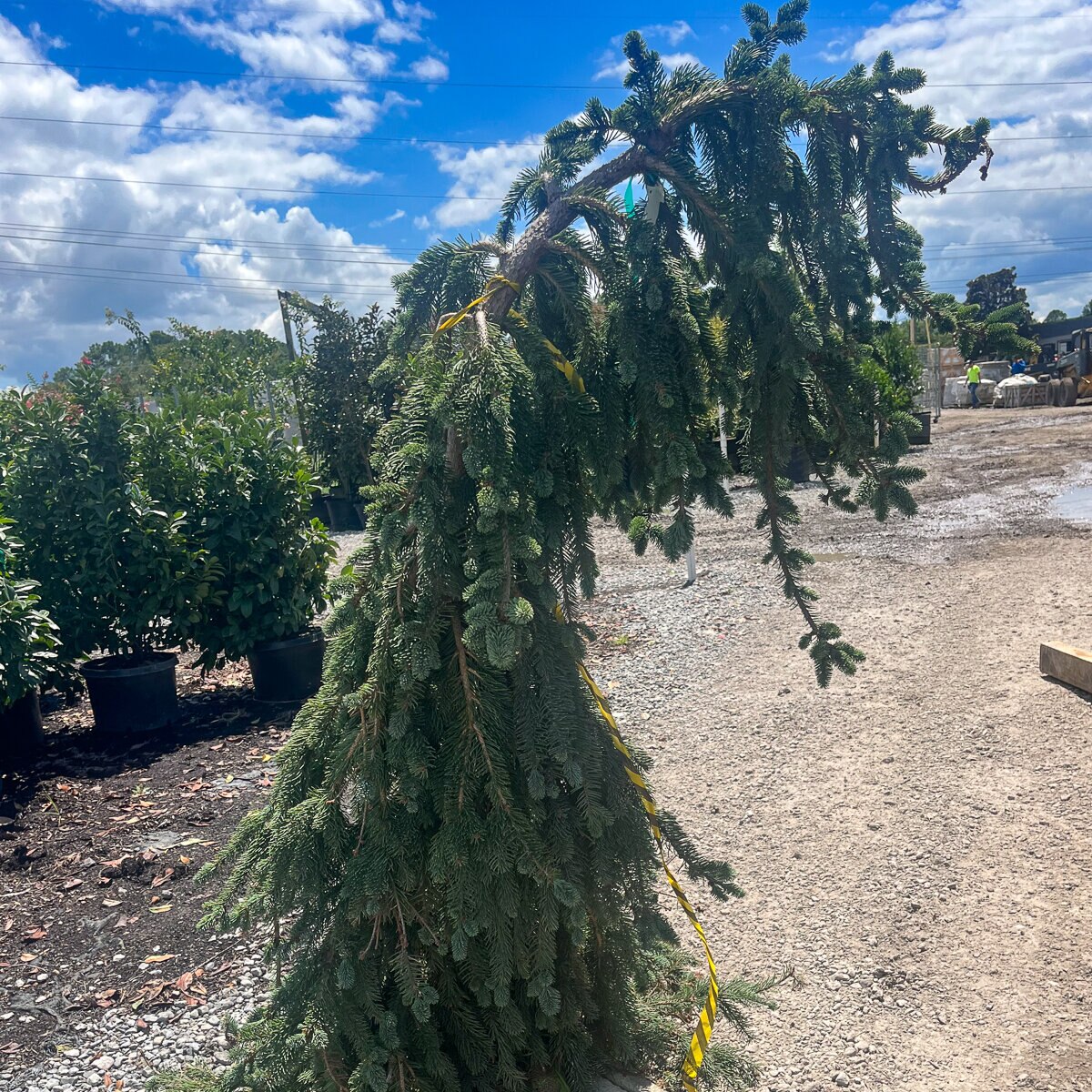 Picea Abies Weeping Blue Norway Spruce | SiteOne