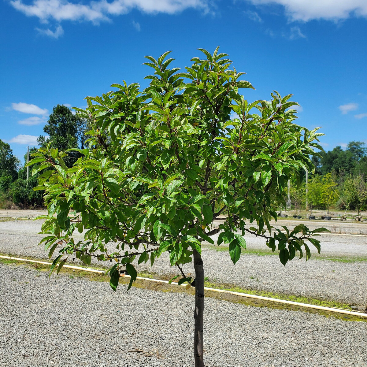 Malus X Sparkling Sprite Crabapple | SiteOne