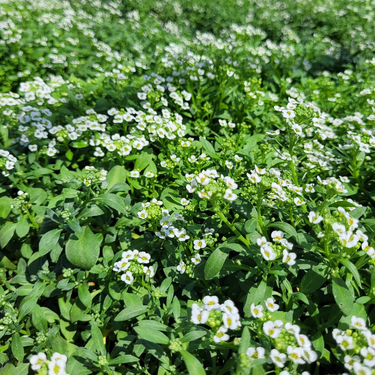 Lobularia Maritima Clear Crystal White Alyssum | SiteOne